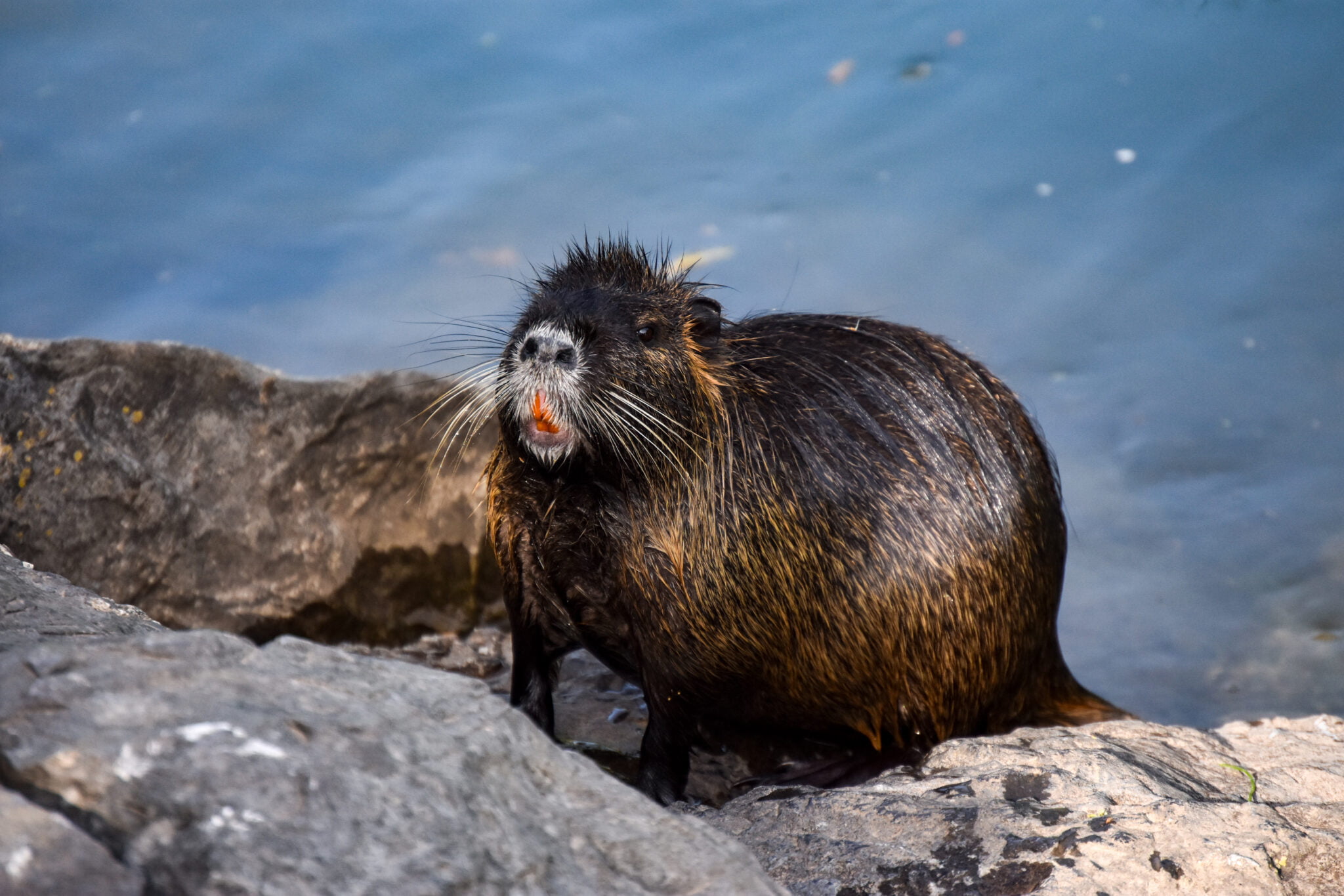 Ljubljana’s Furry Residents: The Nutria Story